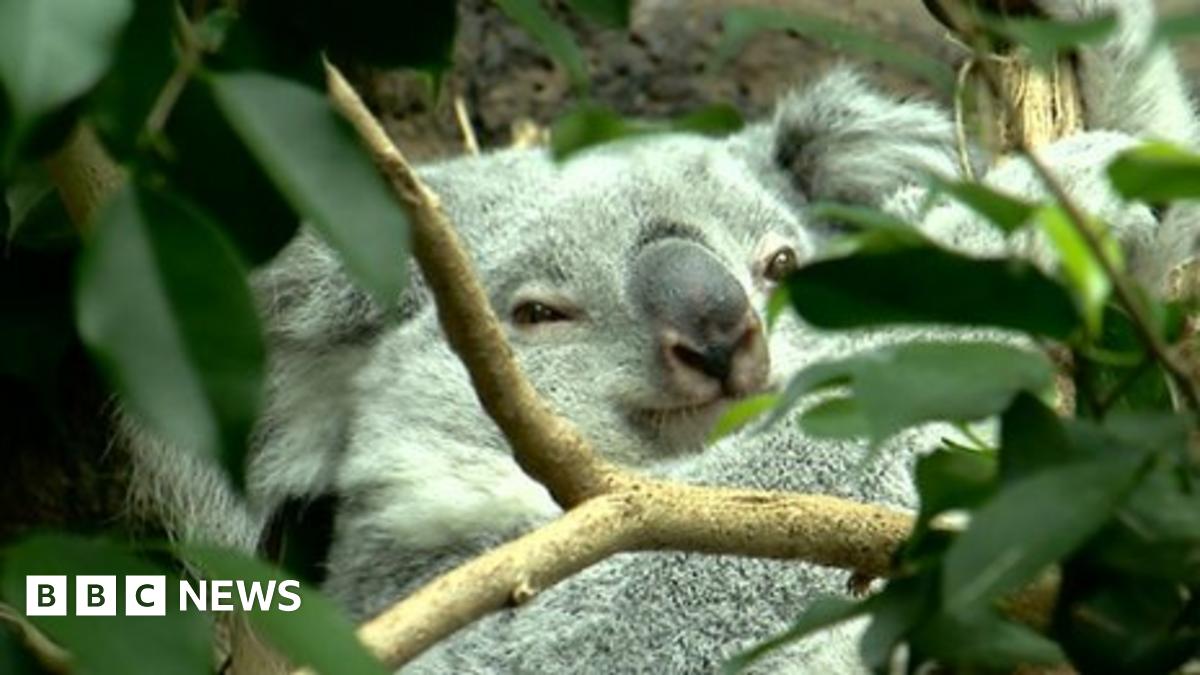 Edinburgh Zoo has first UK koala birth - BBC News