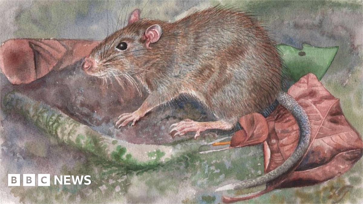 New spiny rat discovered in 'birthplace of evolution' - BBC News