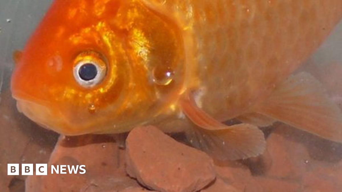 Goldfish found alive in pond covered by 2011 fire debris - BBC News