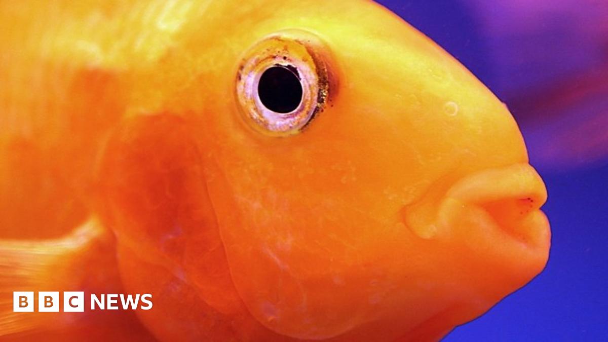 Great Dunmow goldfish boy robbery: Two arrested - BBC News