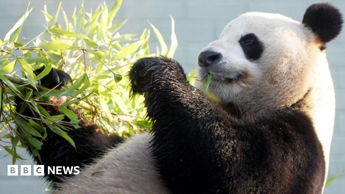 China's new phase of panda diplomacy - BBC News