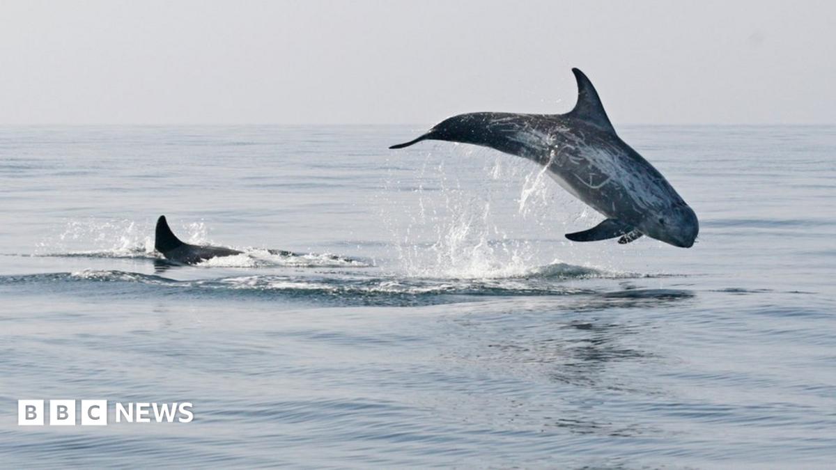 Hebridean dolphins identified by their clicks - BBC News