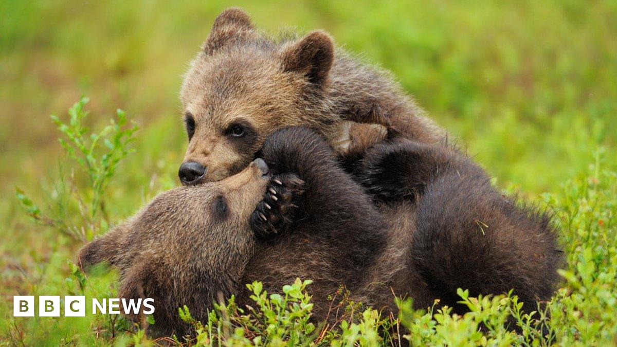 Europe's key animals 'making a comeback' - BBC News