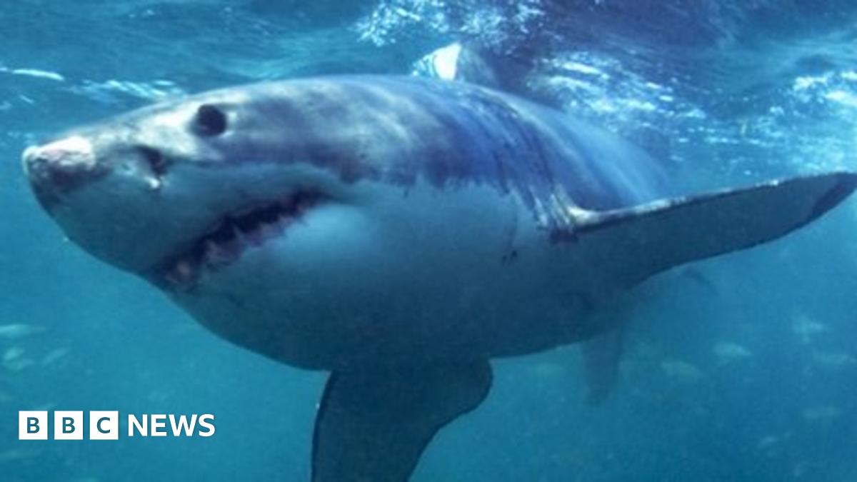Shark antibodies 'may target breast cancer' - BBC News