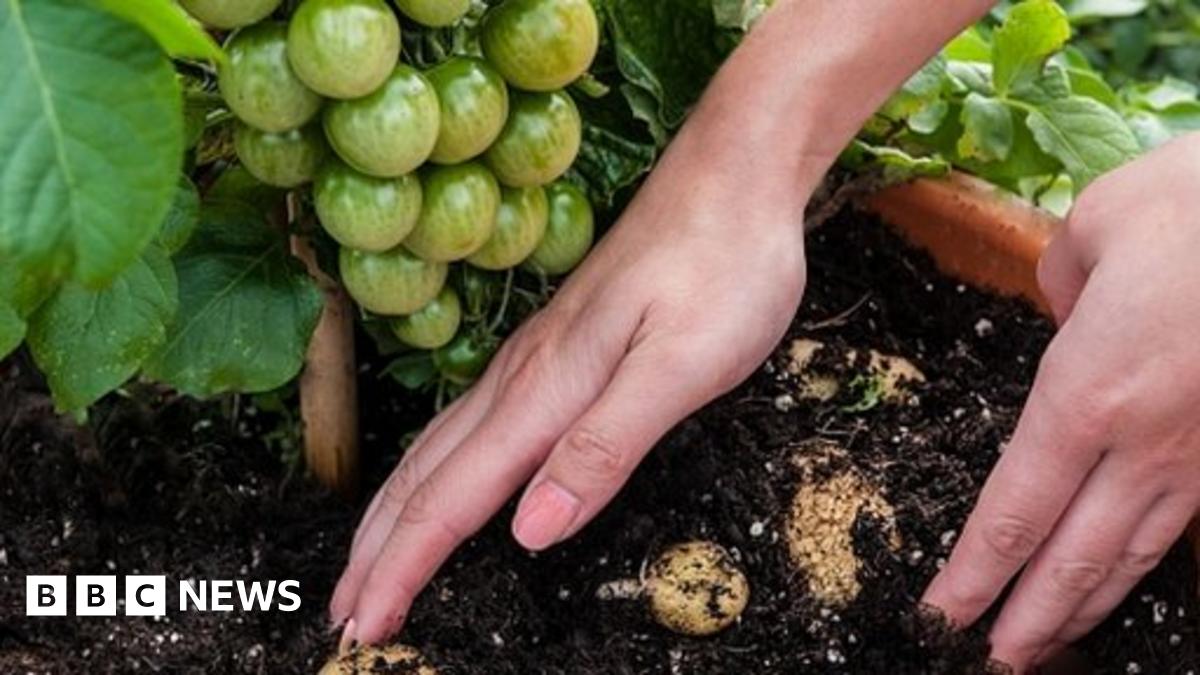 'TomTato' tomato and potato plant unveiled in UK - BBC News