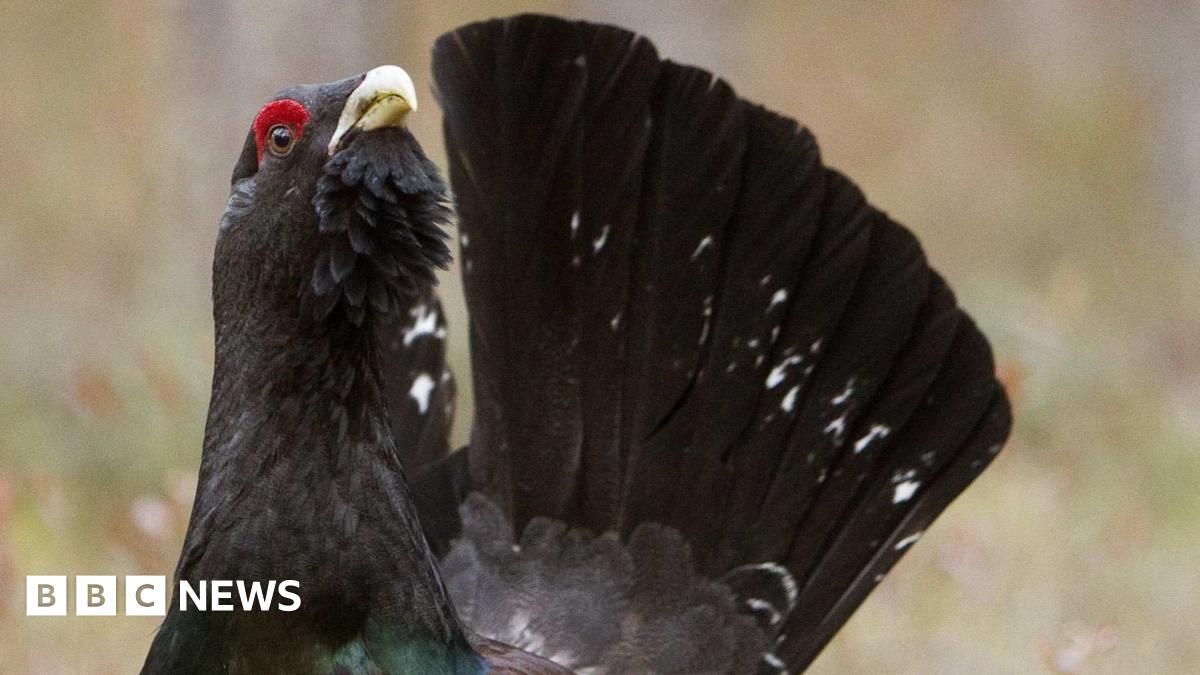 Capercaillie: Scotland's unluckiest bird? - BBC News
