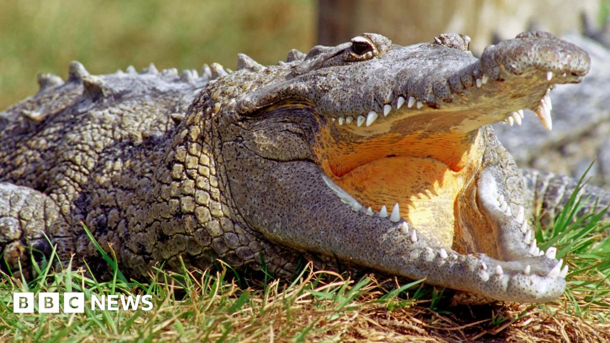 Belize: Police 'trained to handle crocodiles' - BBC News