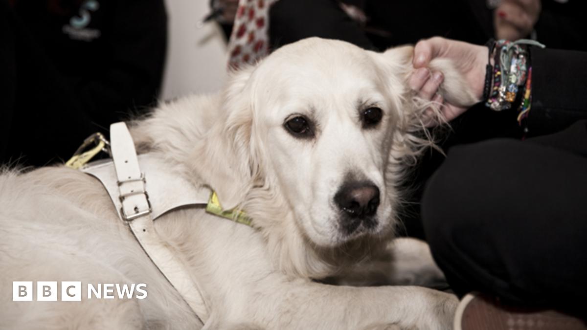 At school with a guide dog - BBC News