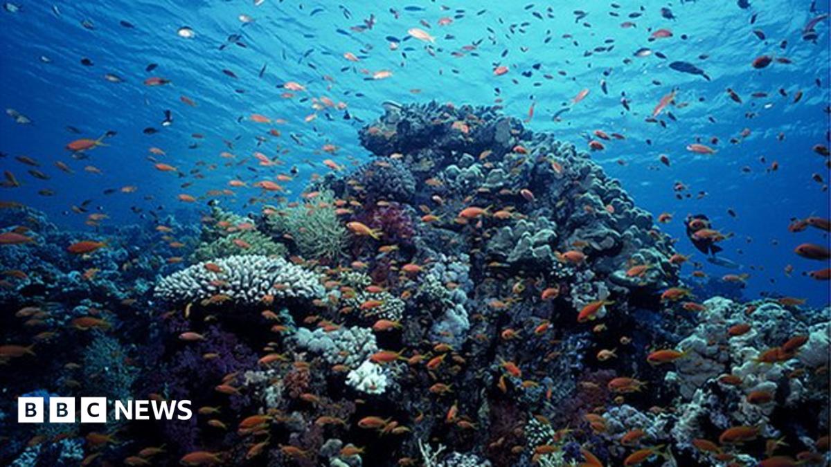 Health of oceans 'declining fast' - BBC News