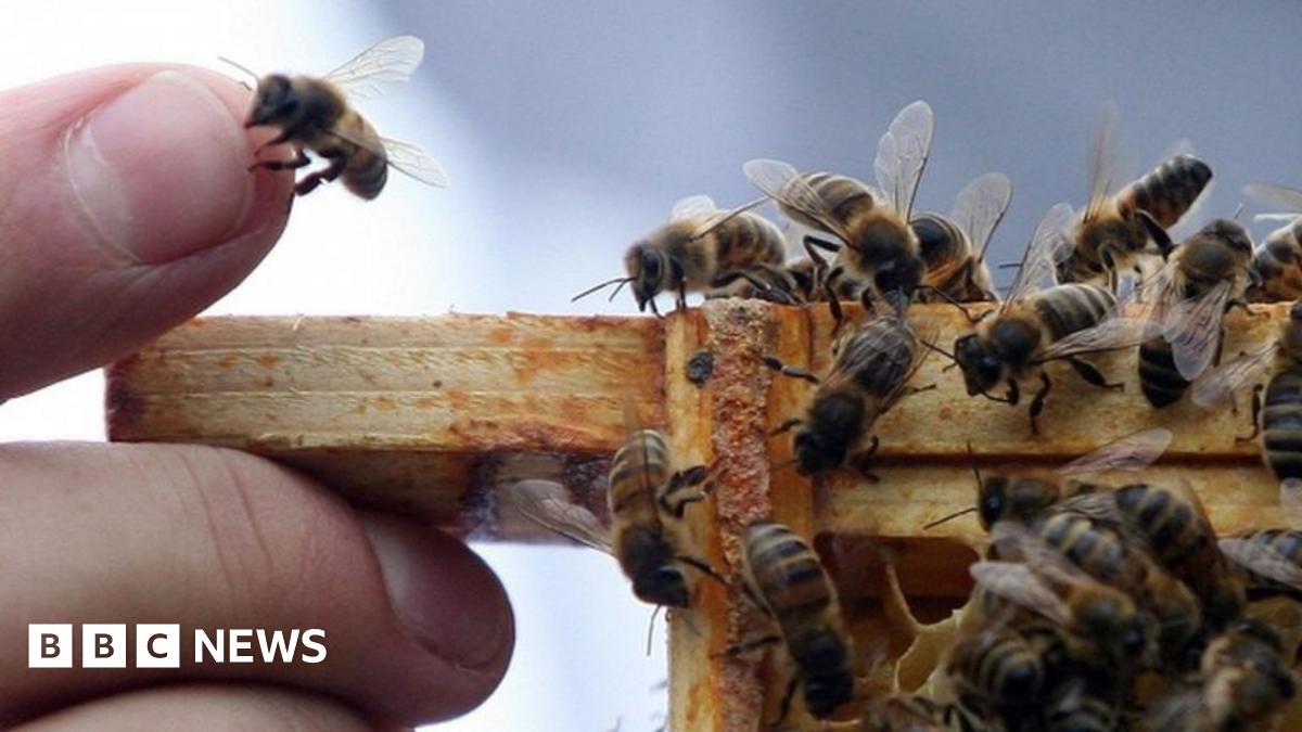 Honeybee sanctuary status for Colonsay and Oransay - BBC News