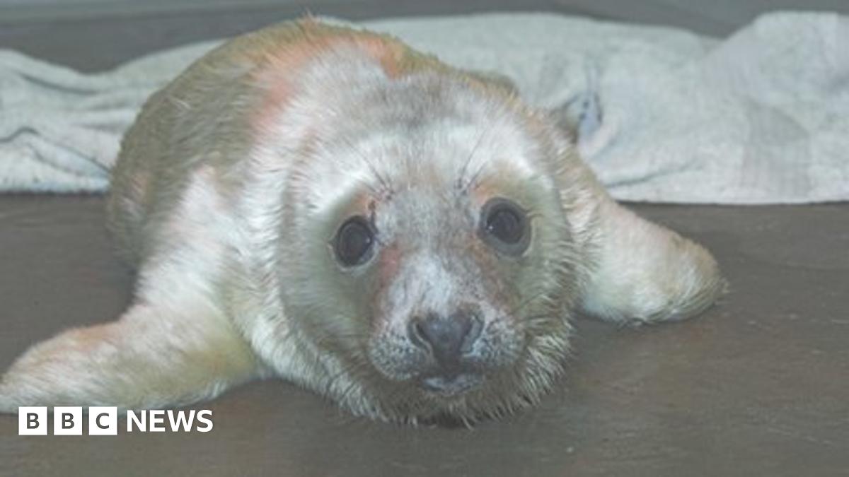 Seal pup rescued after falling into sea at North Queensferry - BBC News