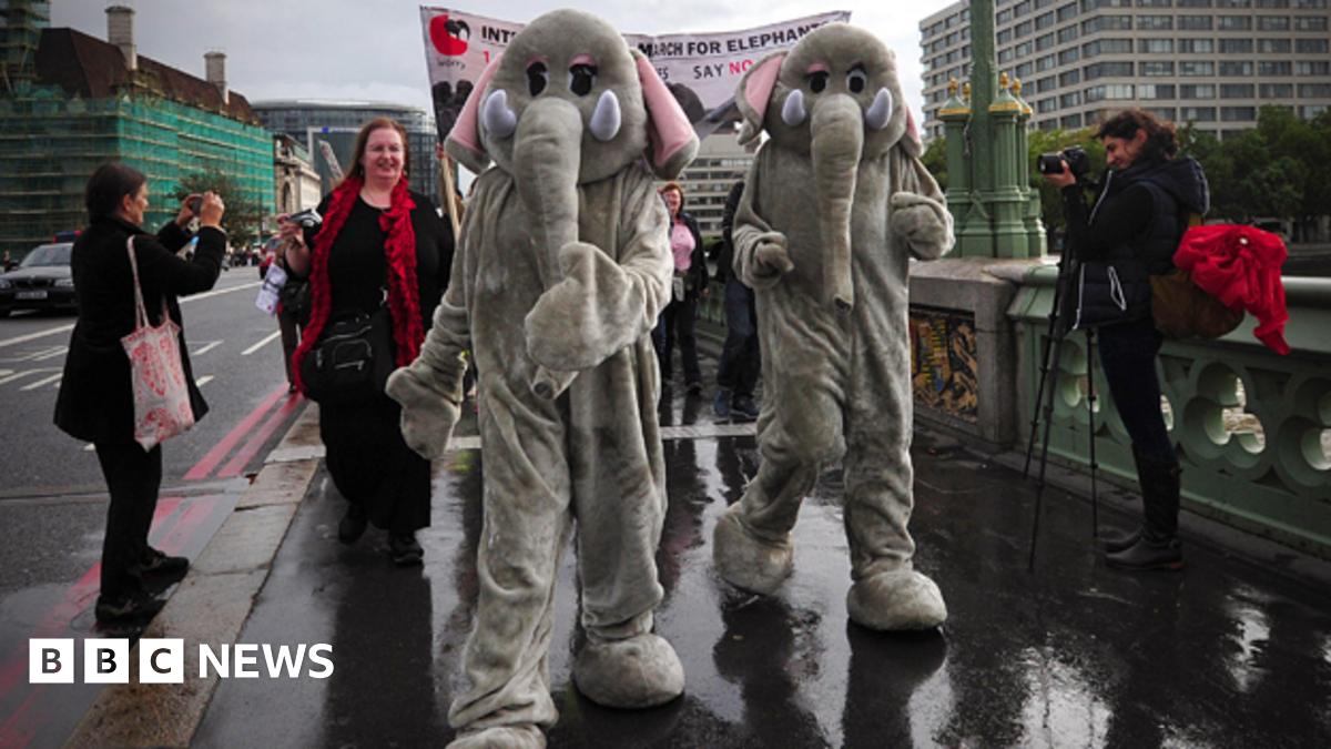 Caption Challenge: Elephant march - BBC News