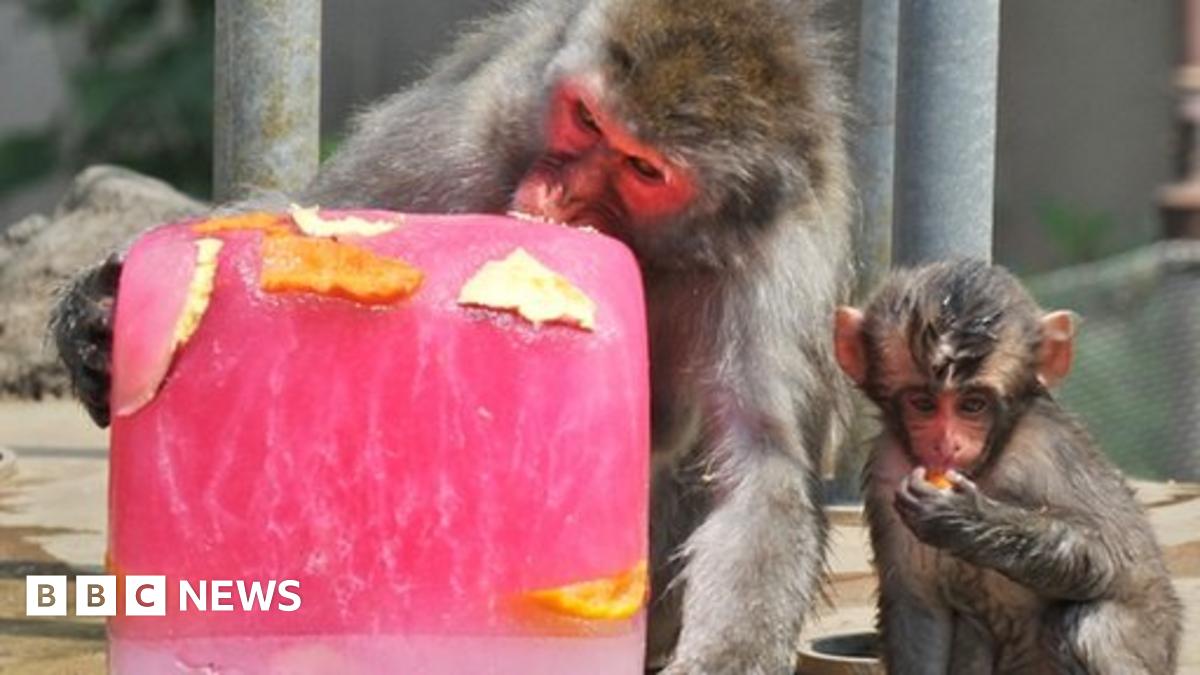 Japan monkey attack victims to be given compensation - BBC News