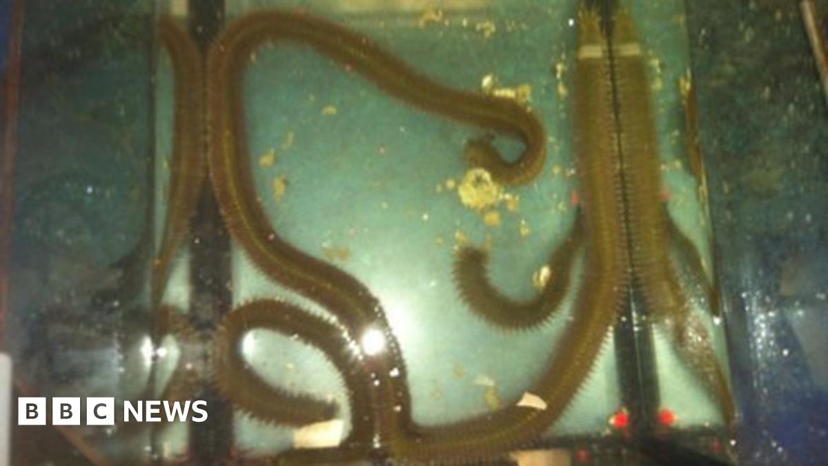 Bobbit worm found at Woking aquatics store - BBC News