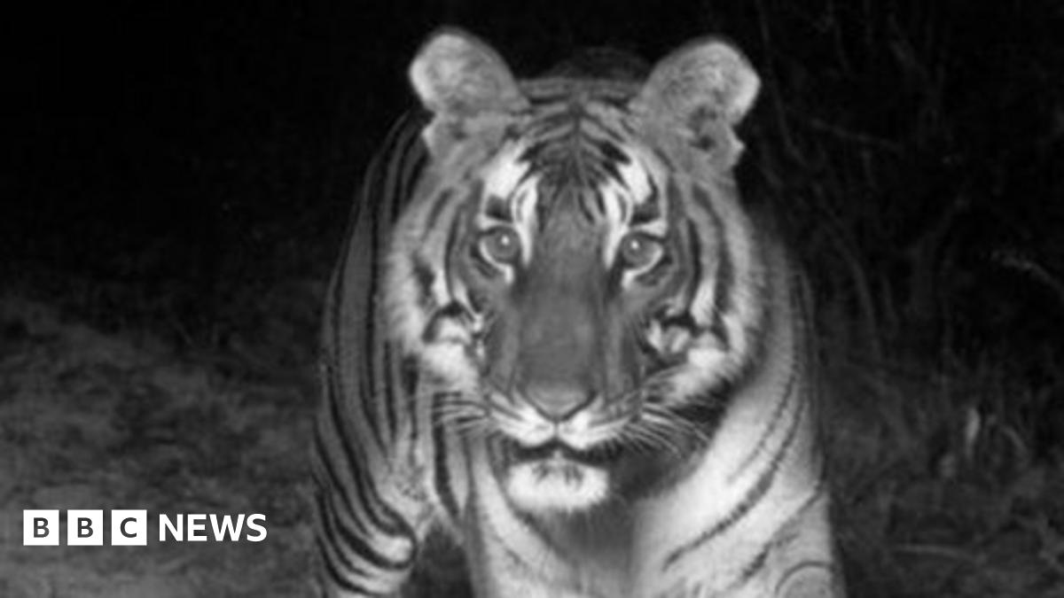 In pictures: Tiger, Tiger, the work of FW Champion - BBC News