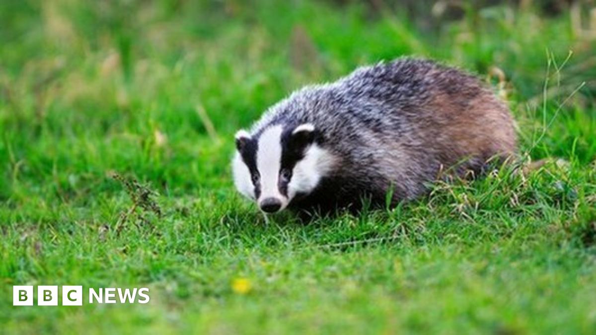 Badger group disruption aids TB flow - BBC News