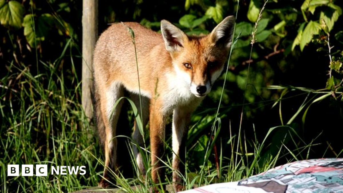 Outfoxing the urban fox - BBC News