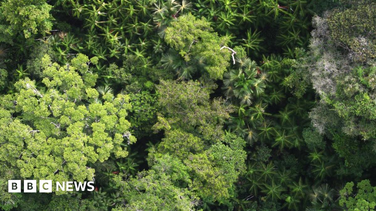 Study: Just 227 tree species dominate Amazon landscape - BBC News
