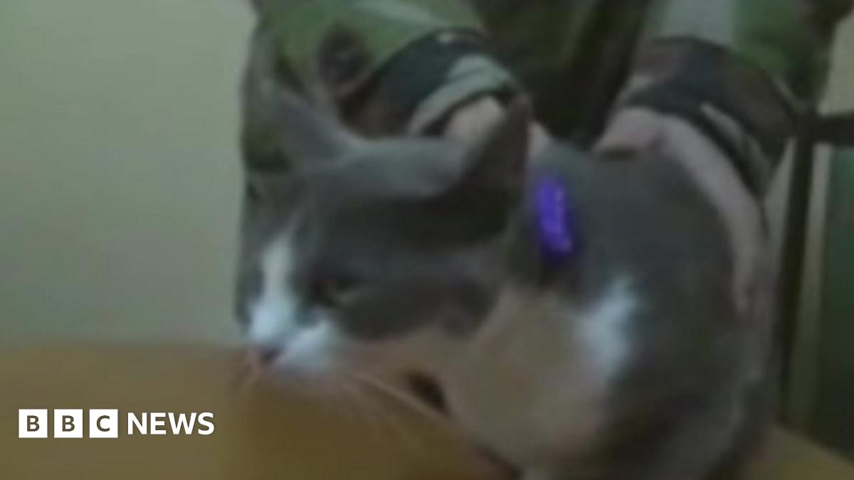 Cannabis cat on drugs run collared at Moldova jail - BBC News