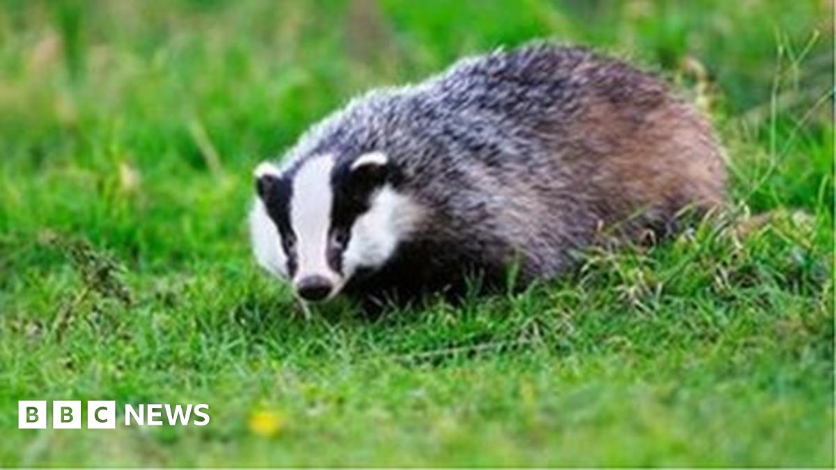 Gloucestershire badger cull licence extension granted - BBC News