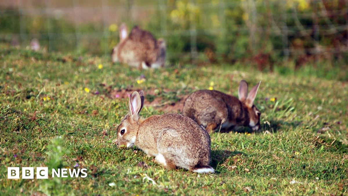Thousands of rabbits on Isle of Canna to be culled - BBC News