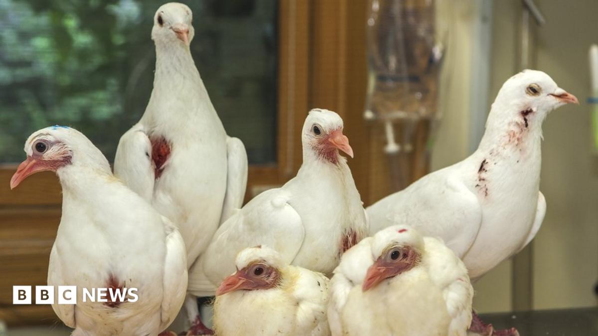 Boys cautioned for killing 50 doves with airgun - BBC News