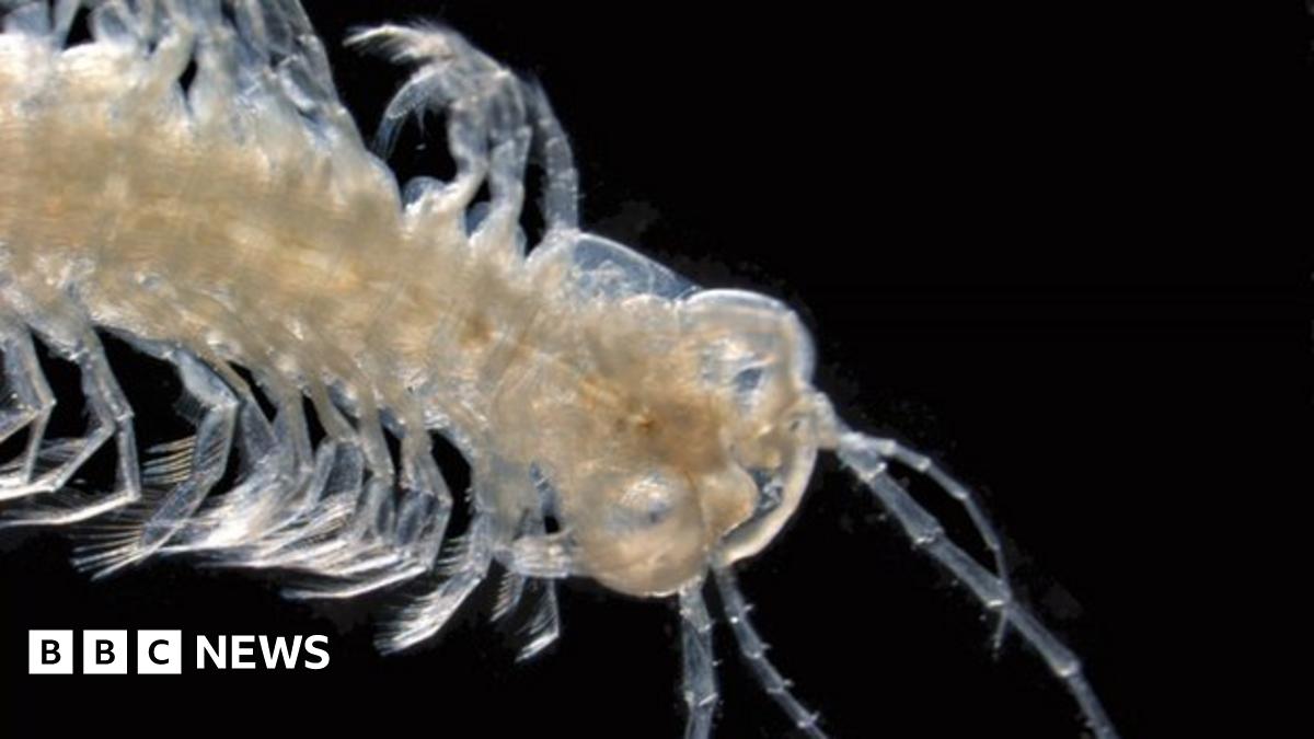 First venomous crustacean found - BBC News