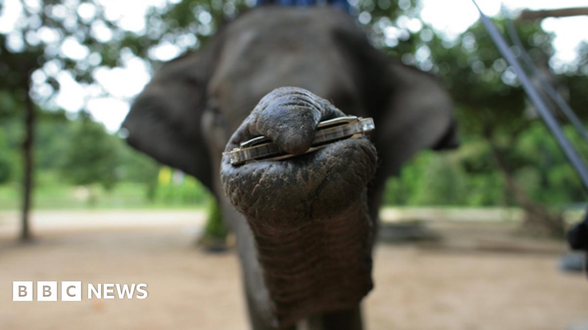 Elephant orchestra: Can animals make real music? - BBC News