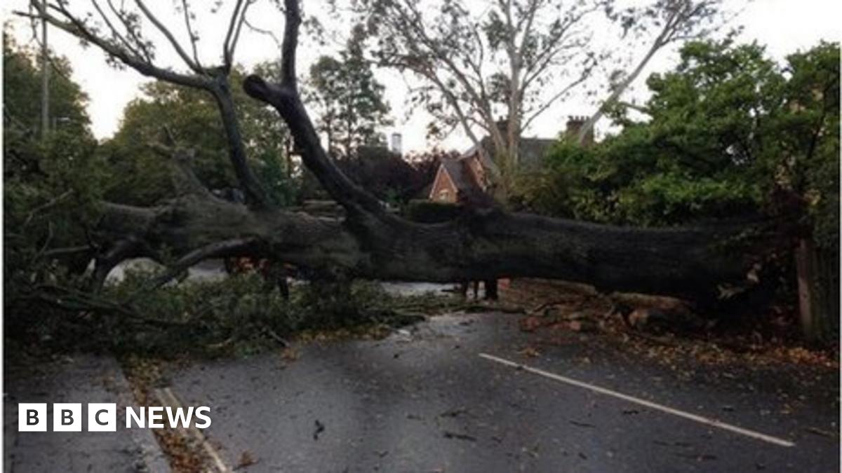 CrossCountry passenger train hits tree in Devon - BBC News