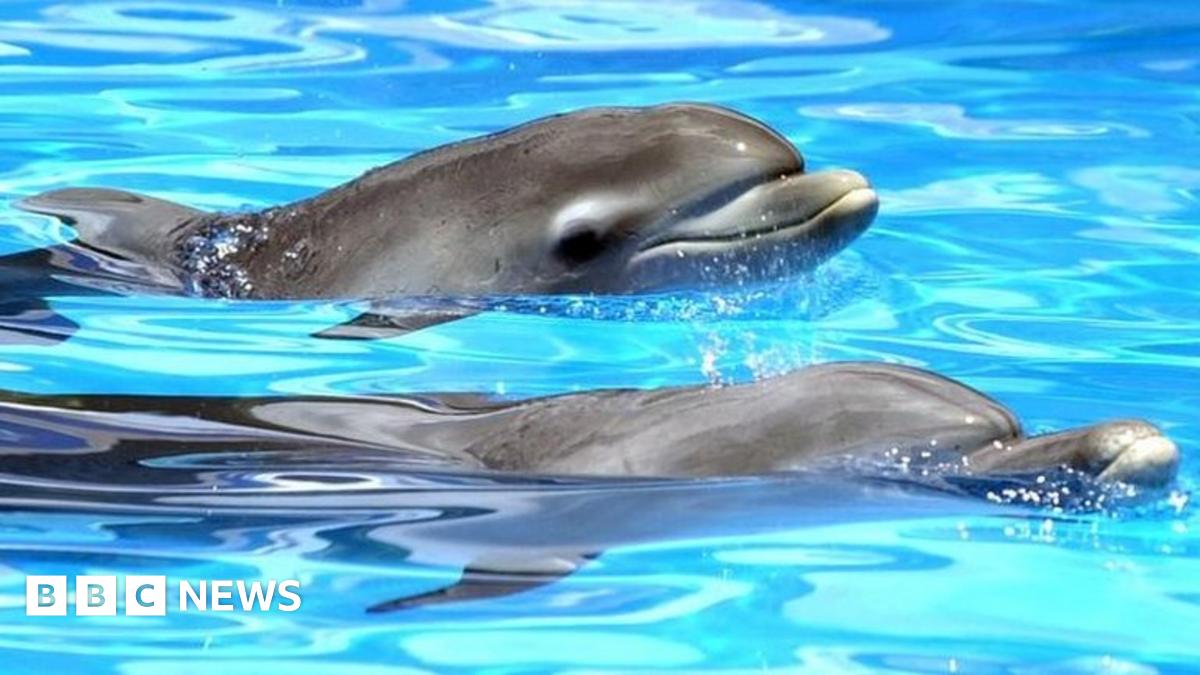 Dolphin-inspired radar could help detect roadside bombs - BBC News