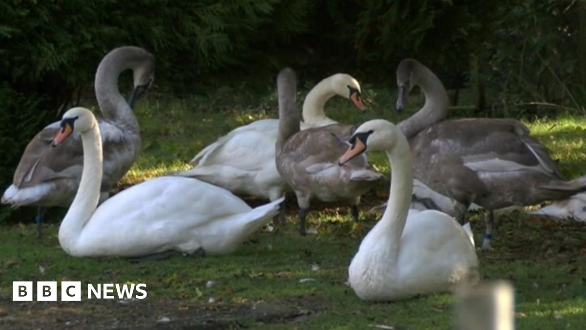 Radipole Lake swan death illness 'is not bird flu' - BBC News