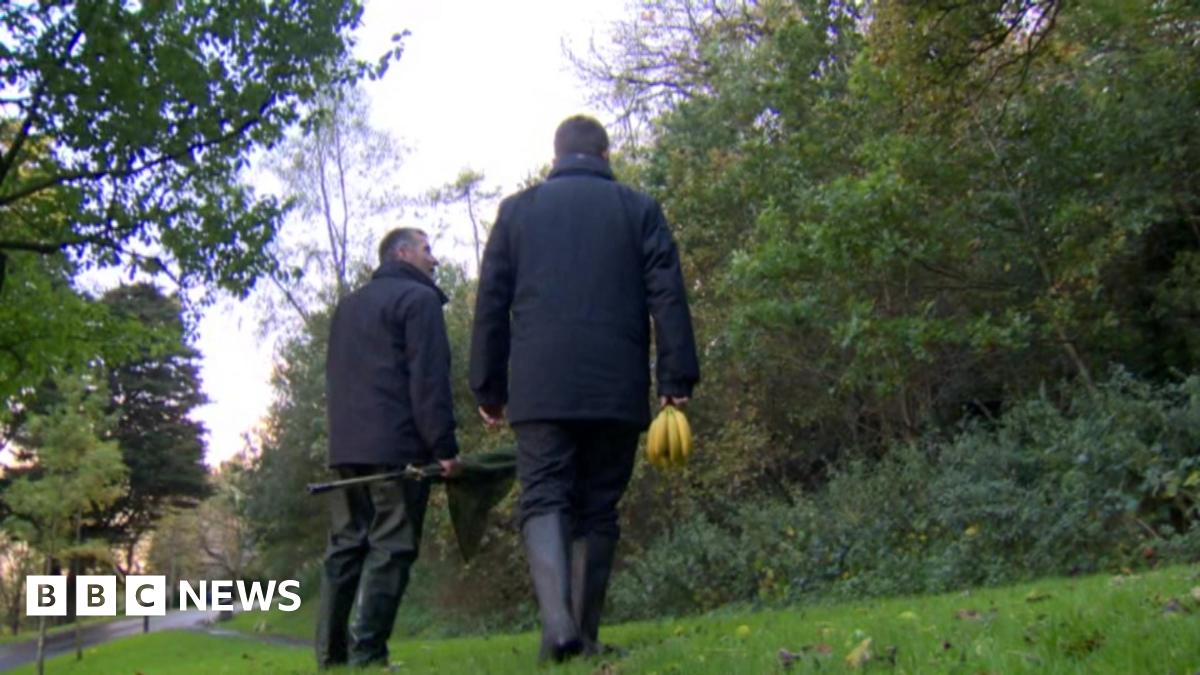 How to catch a monkey - BBC News