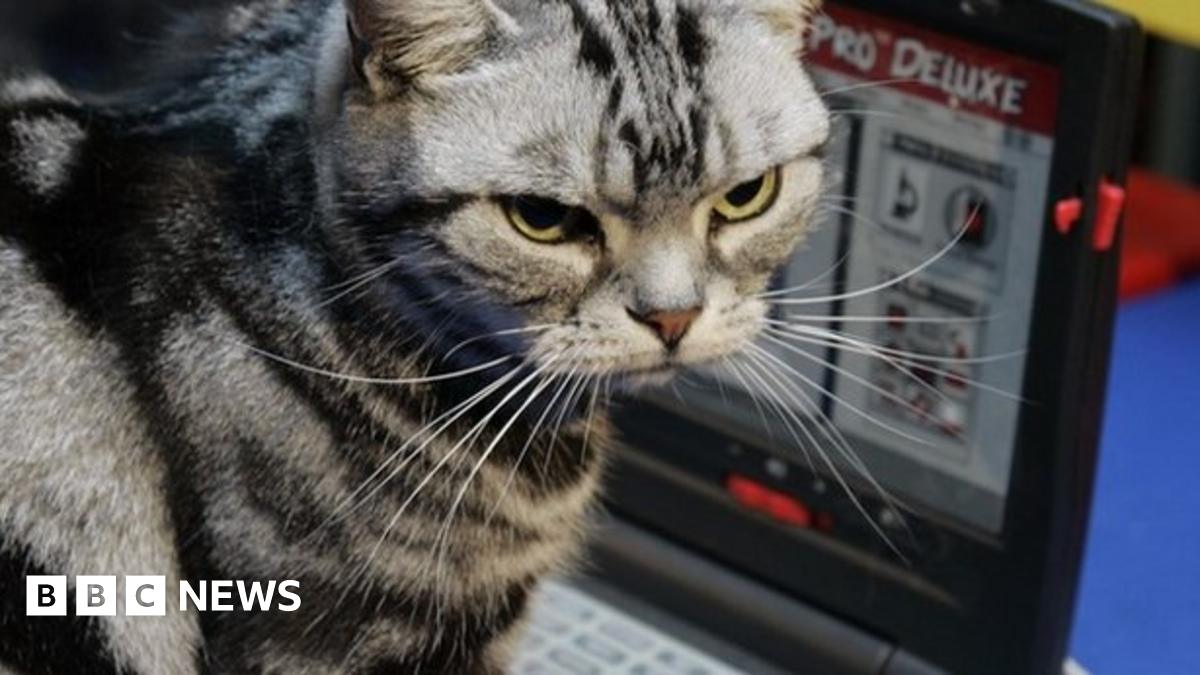 Dell users: Latitude 6430u laptops 'smell of cat urine' - BBC News