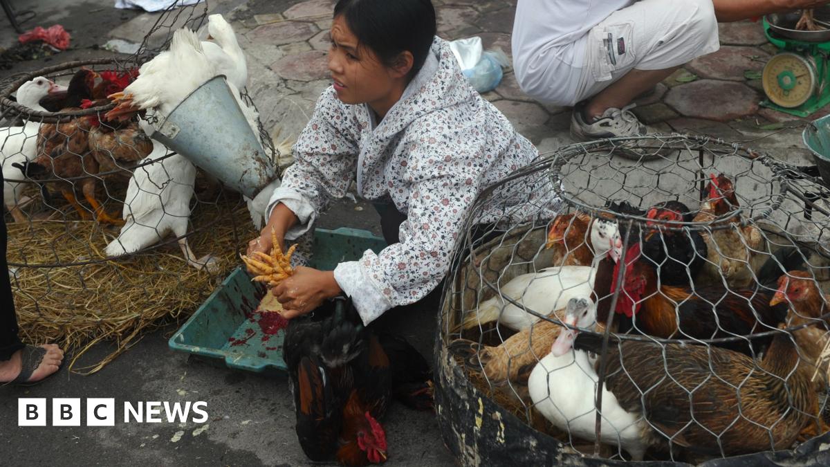 Poultry markets in China 'are vast bird flu reservoir' - BBC News
