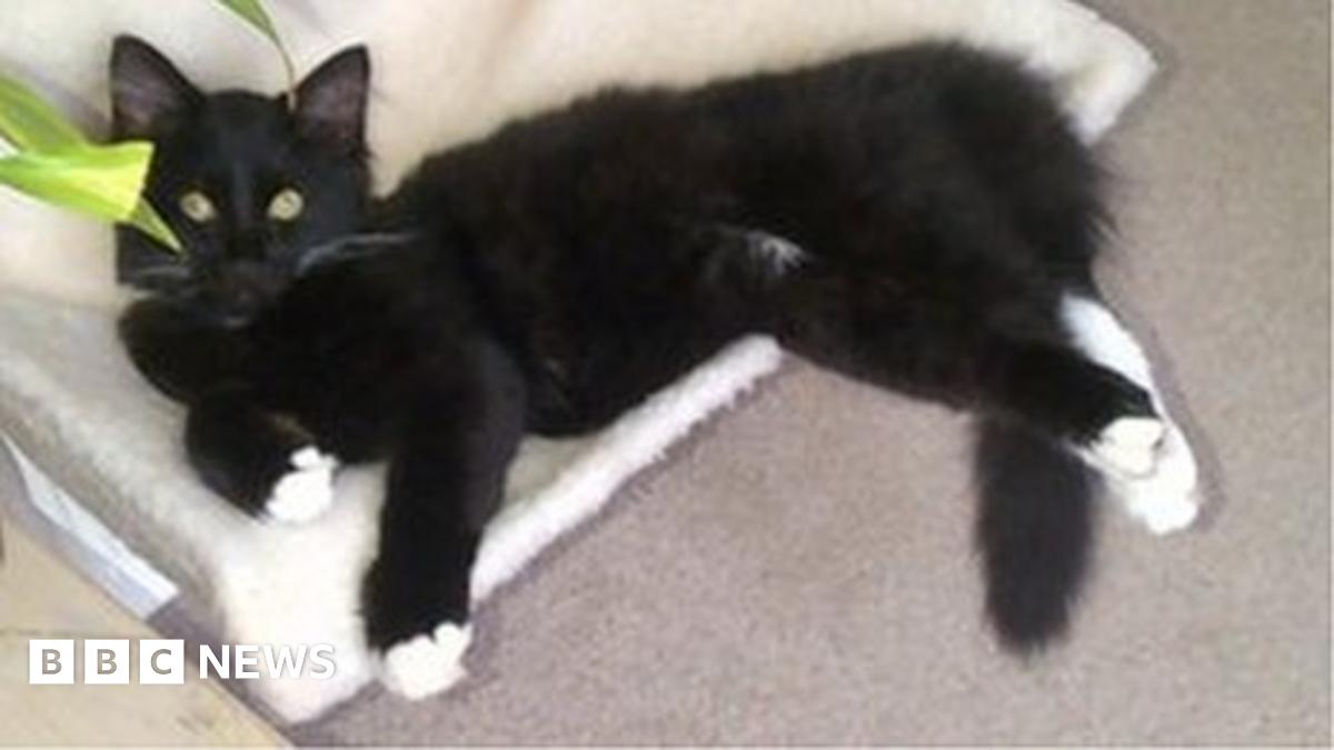 Vets put down cat with crushed paws in Edinburgh - BBC News