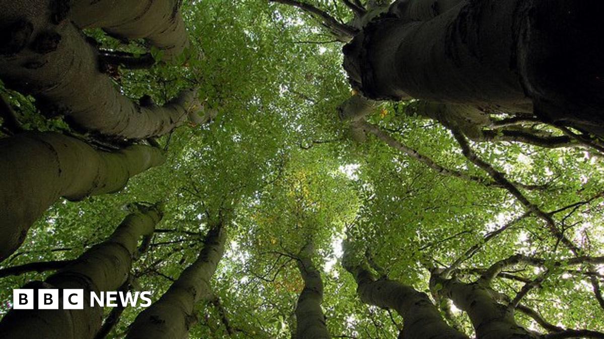 Trees 'shield vulnerable species from climate change' - BBC News