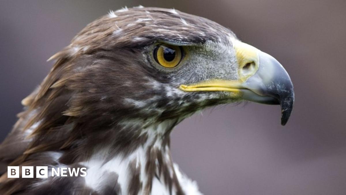 Golden eagle voted 'Scotland's favourite' wild animal - BBC News