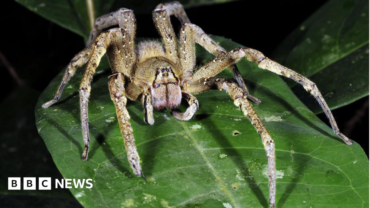 Paper Monitor: Spider senses - BBC News