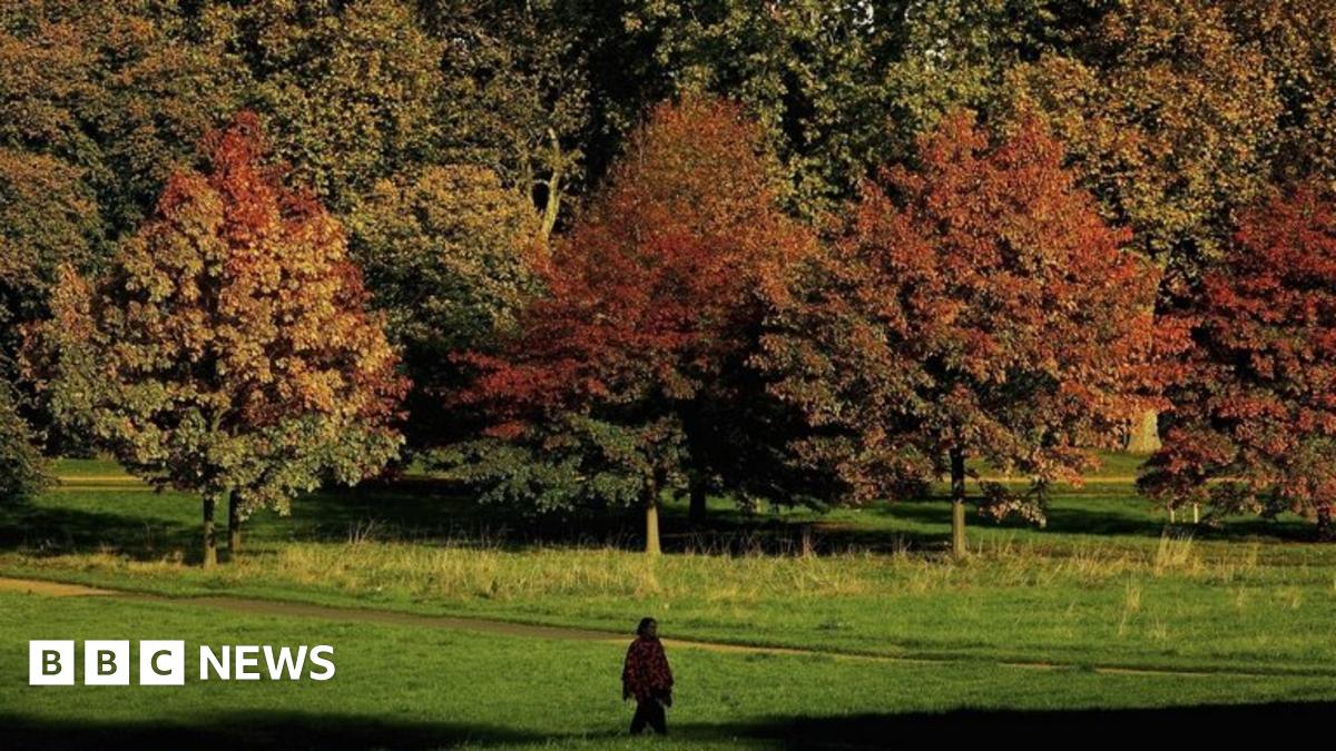 Growth Of City Trees Can Cut Air Pollution Says Report Bbc News