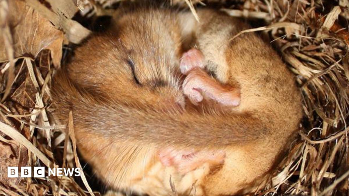Warning that dormouse 'could disappear' from Wales - BBC News