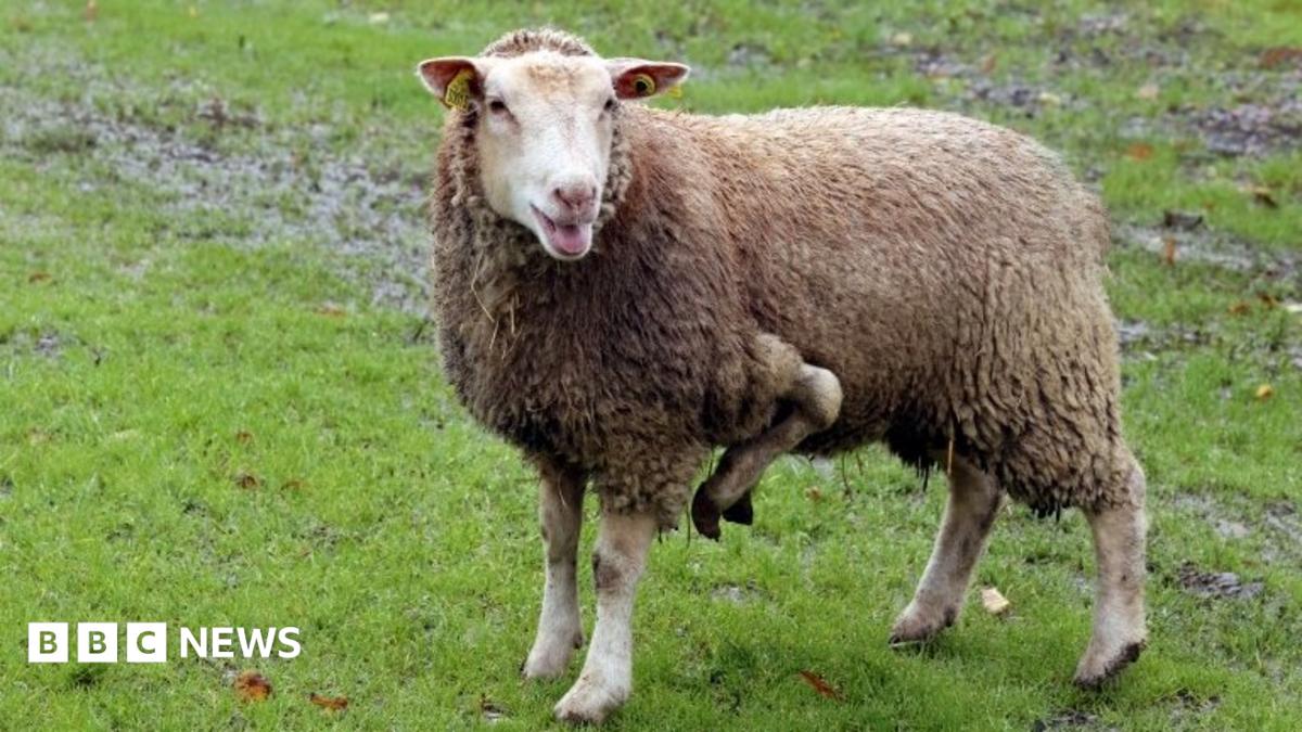 France: Five-legged sheep seeks a loving home - BBC News