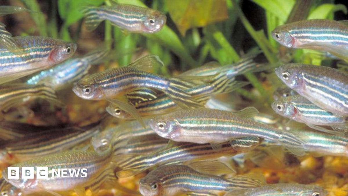 Rotting flesh receptor discovered in zebrafish - BBC News