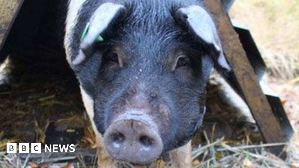 Runaway pigs in Forest of Bowland found 'safe and fat' - BBC News