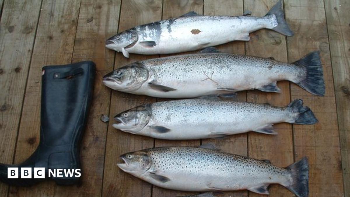 Crackdown on fish poaching in Wales nets 139 arrests - BBC News