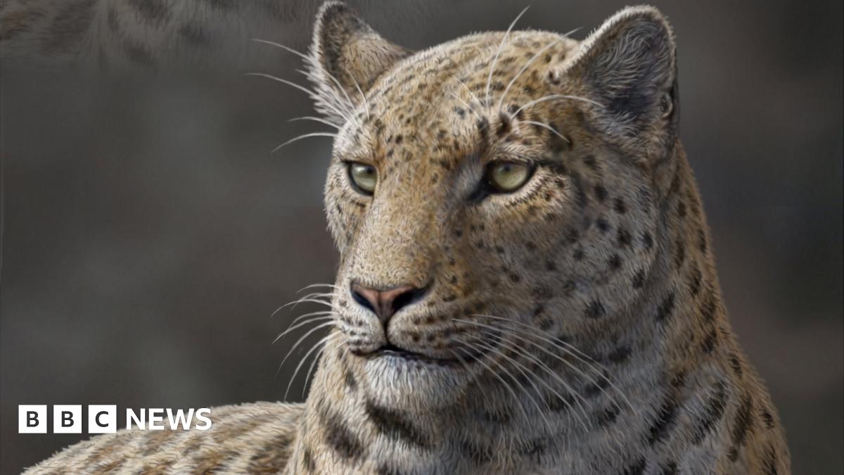 Oldest big cat fossil found in Tibet - BBC News