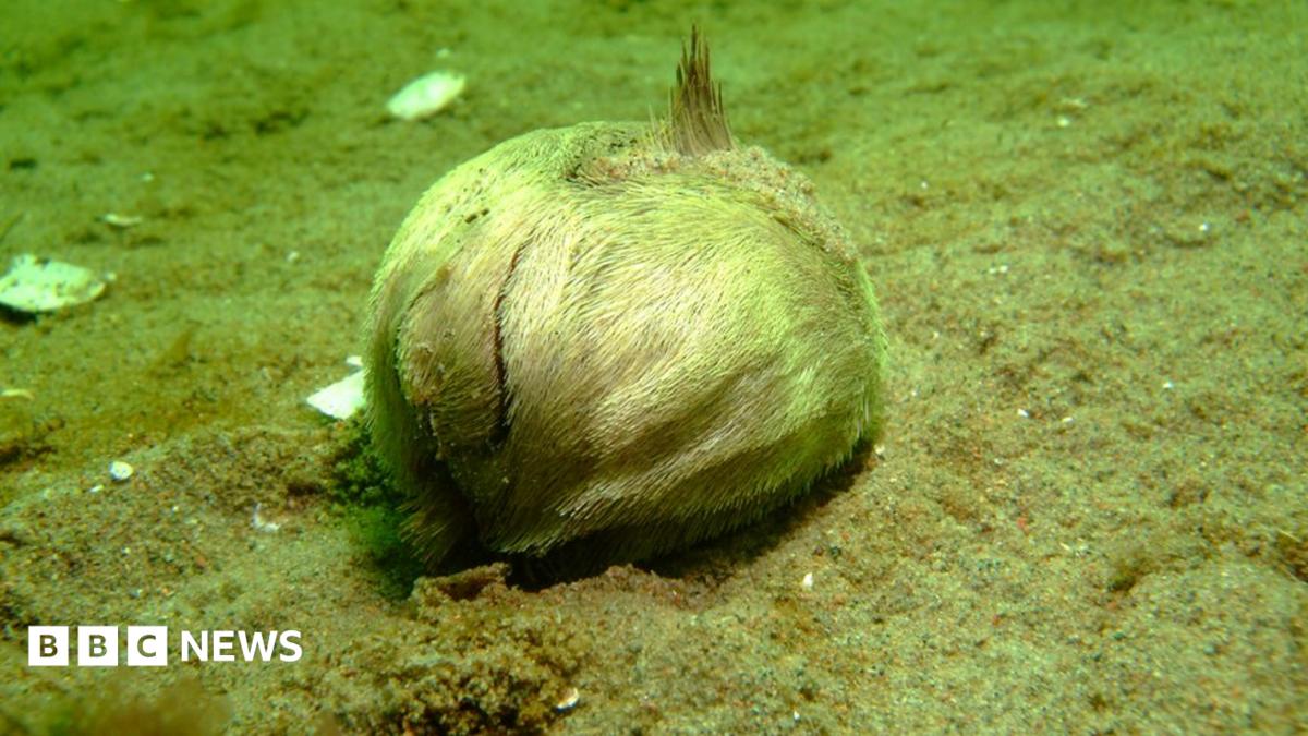 In pictures: Scotland's marine life - BBC News