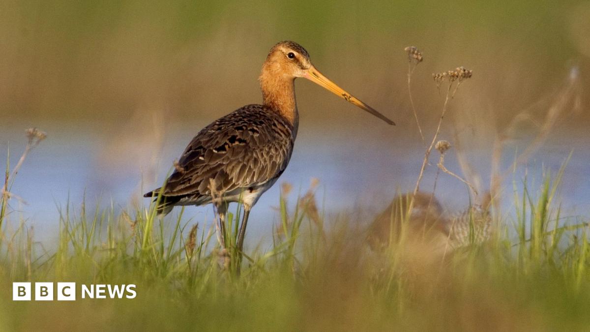 Rings reveal migrations of Moray Firth wading birds - BBC News