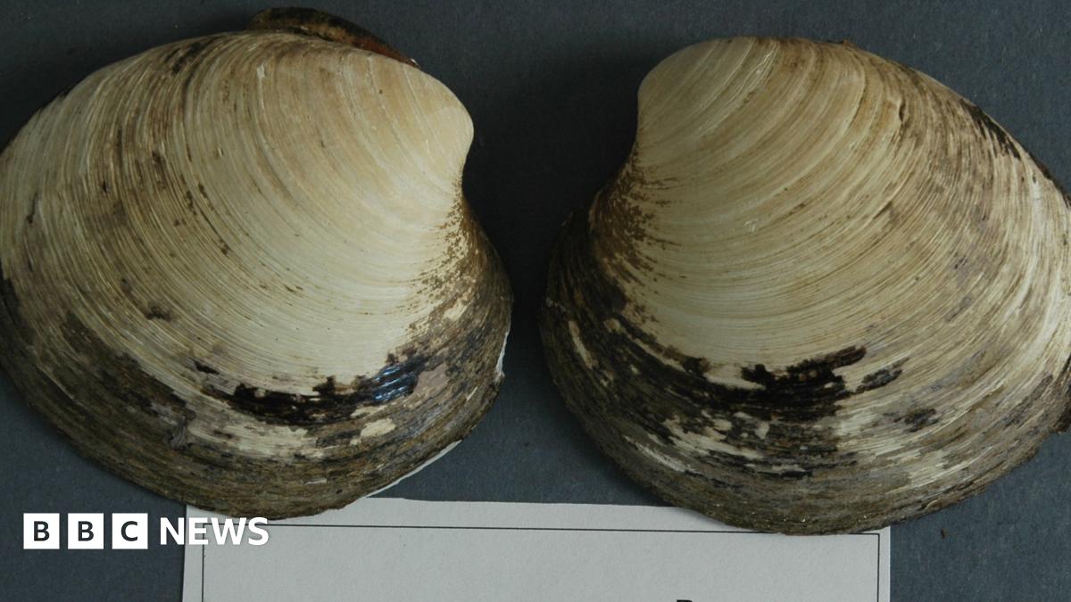 Clam-gate: The epic saga of Ming - BBC News