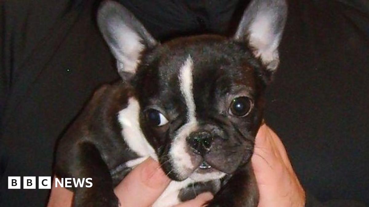 Puppy Titch reunited with owners after snatch - BBC News