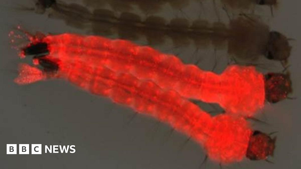 Decision awaited on genetically modified insect trial - BBC News